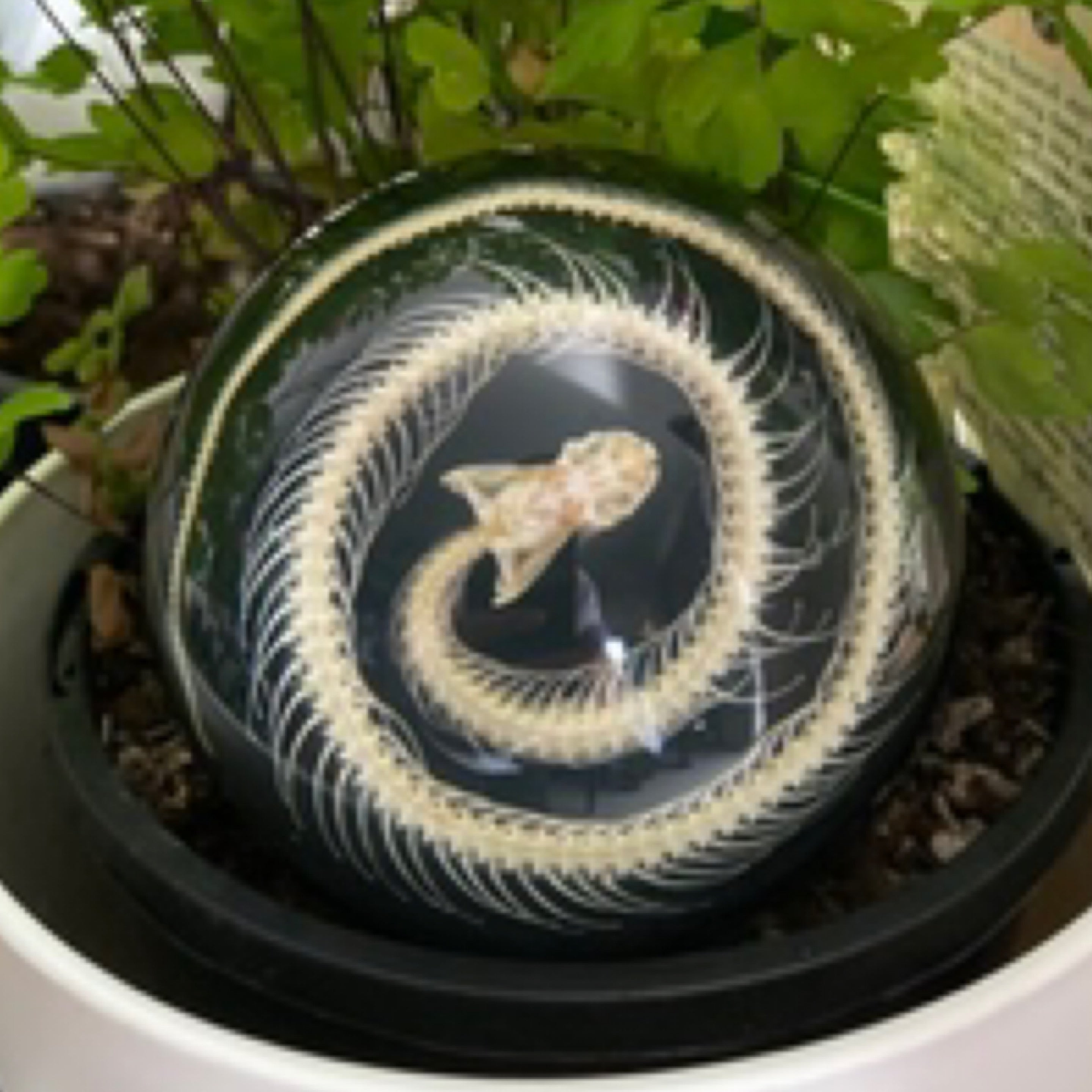 Snake skeleton in resin dome | La Bibelot