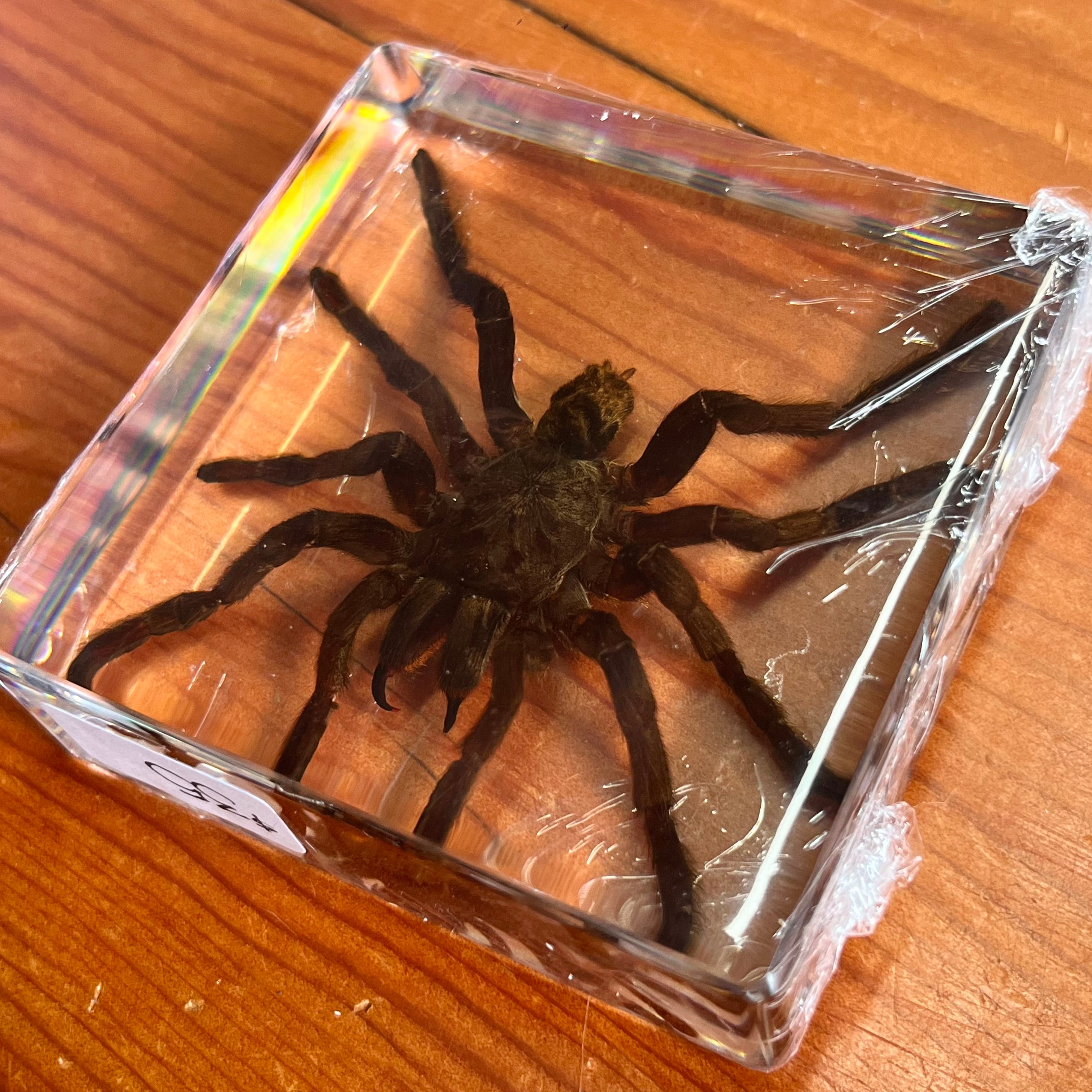 Tarantula Embedded in Resin | La Bibelot